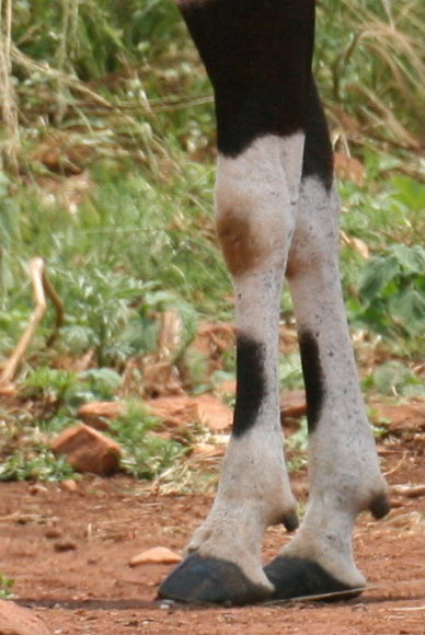Zoos del Mundo - Patas - Fotografia