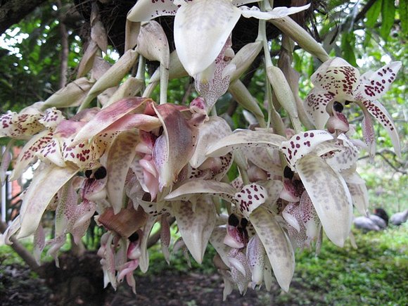 GUZZISTAS - Breva 750 en Costa Rica - Impresiones sobre tu moto