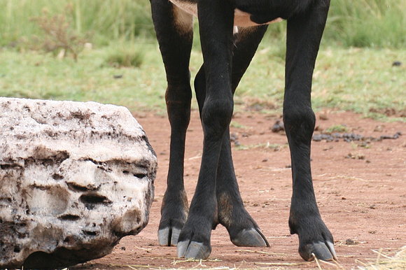 Zoos del Mundo - Patas - Fotografia