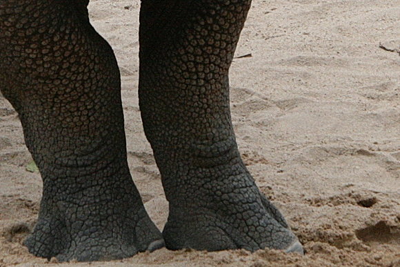 Zoos del Mundo - Patas - Fotografia