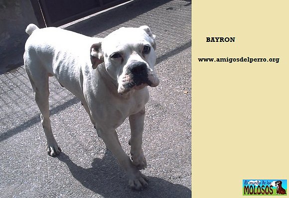 El mundo de los molosos (foro) - ***Adoptado*** BAYRON (BYRON). Boxer ...