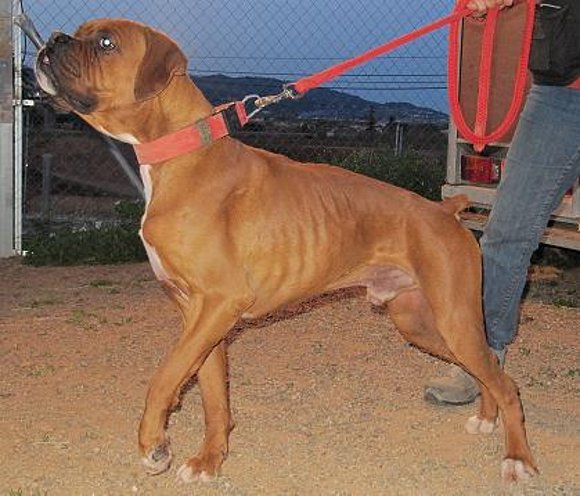 ADOPTADO!! TYSON. Boxer leonado, cojo, 2 años. GENT Y GOSSOS. Tarragona