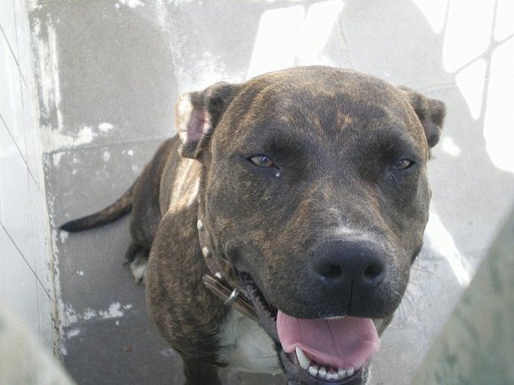 Pitbull atigrado - Imagui