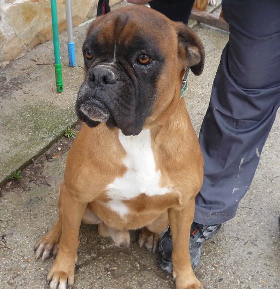 Boxer leonado - Imagui