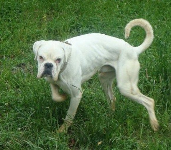 Imagenes de boxer blanco - Imagui