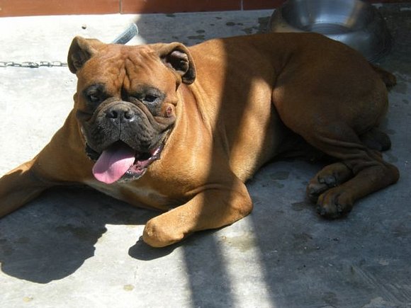 Boxer leonado - Imagui