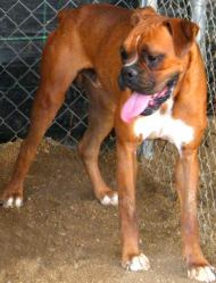 El mundo de los molosos (foro) - ***Adoptado Alemania*** RICO. Boxer ...